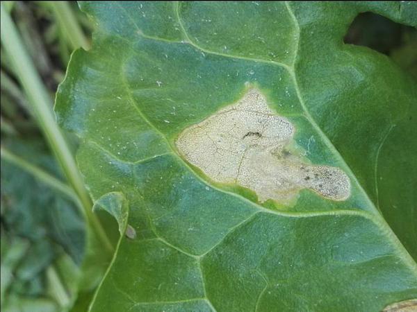 Ramularia Leaf Spot of Beet | Pests & Diseases