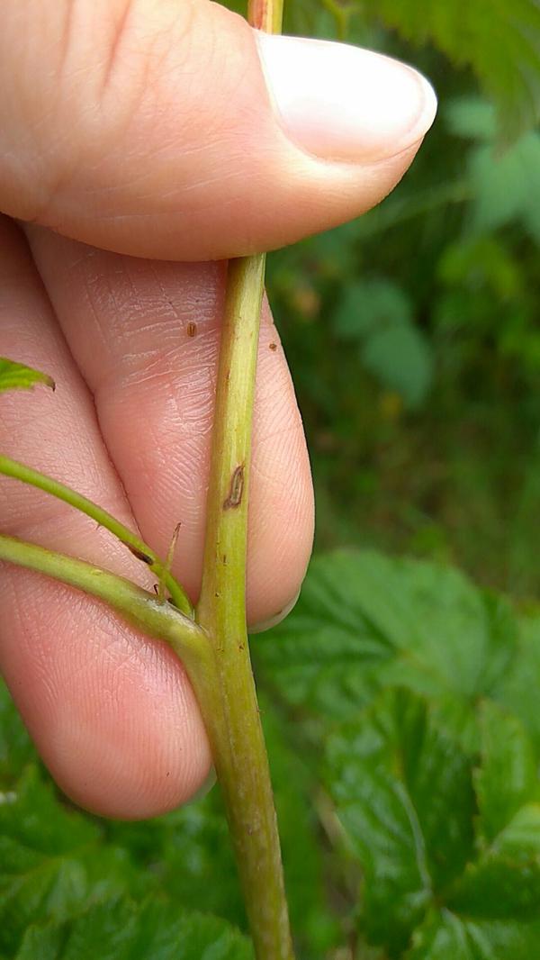 Raspberry Spur Blight | Pests & Diseases