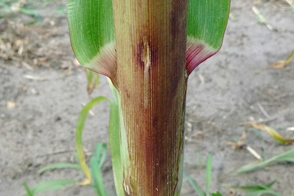 Red Rot | Pests & Diseases