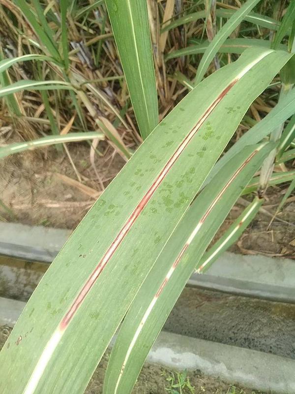 Red Rot | Pests & Diseases