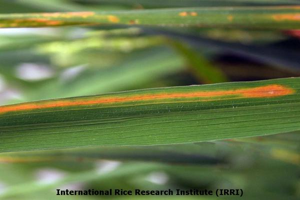 Red Stripe Disease | Pests & Diseases