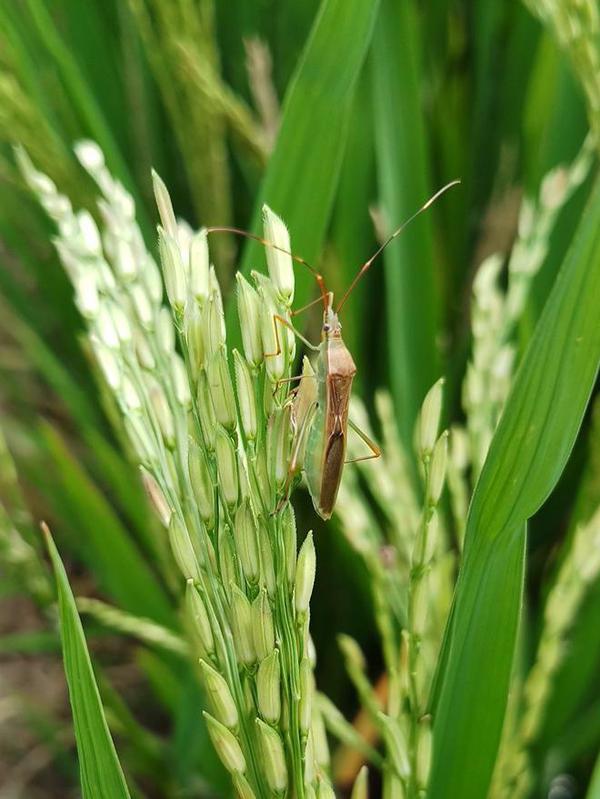 Punaise du Riz | Ravageurs & Maladies