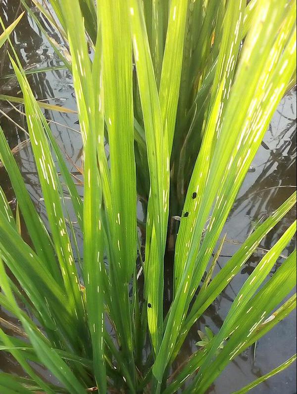 Rice Hispa | Pests & Diseases