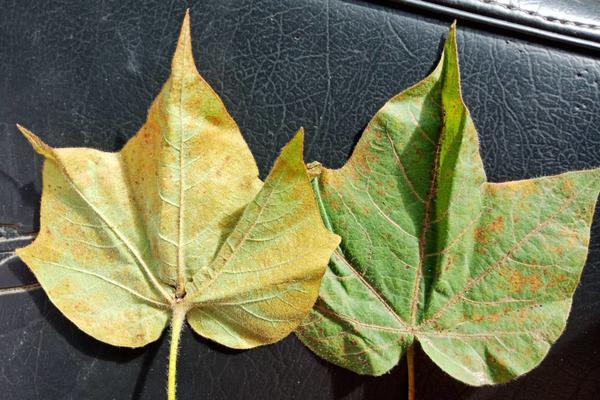 Rust of Cotton | Pests & Diseases