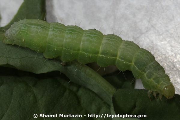 Semilooper | Pests & Diseases