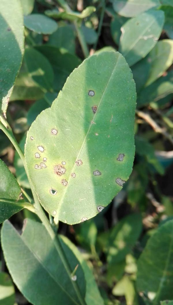 Bercak Daun Septoria | Hama & Penyakit