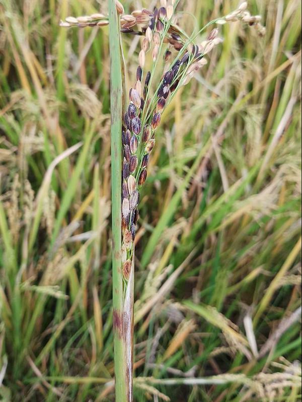 Sheath Rot of Rice | Pests & Diseases