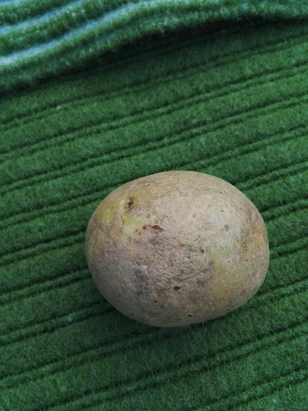 Silver Scurf | Pests & Diseases