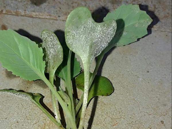 Ácaro-aranha | Pragas e Doenças