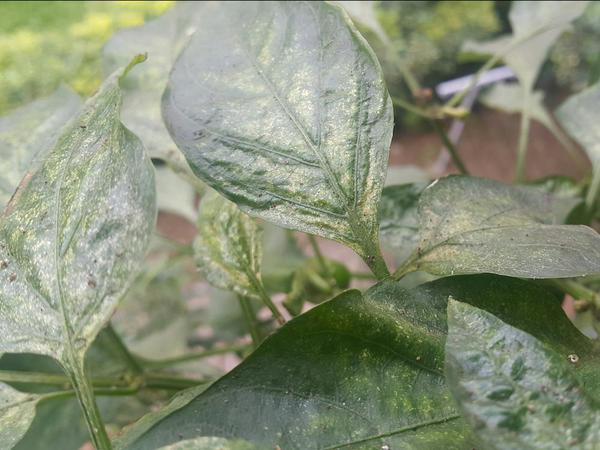 Spider Mites | Pests & Diseases
