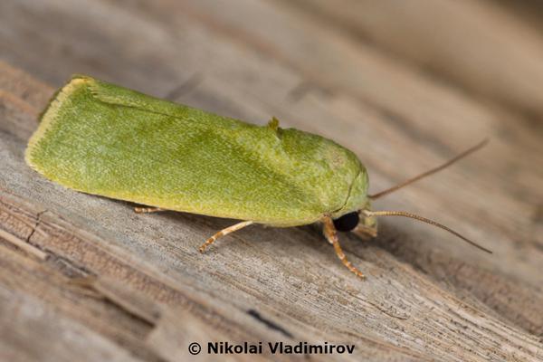 Spiny Bollworm | Pests & Diseases
