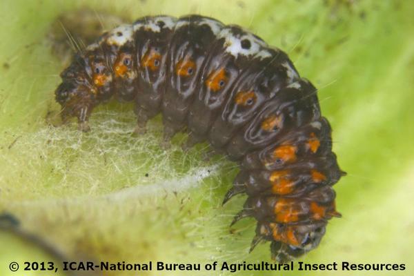 Spotted Bollworm | Pests & Diseases