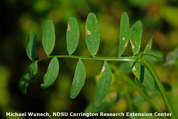 Anthracnose of Lentil | Pests & Diseases