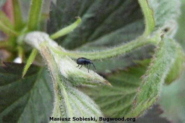 Strawberry Blossom Weevil | Pests & Diseases