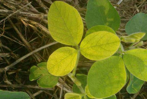 Sulfur Deficiency | Pests & Diseases