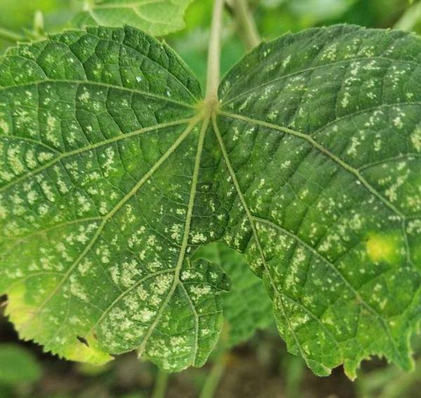 Thrips | Pests & Diseases