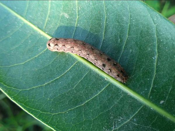 Noctuelle du Tabac | Ravageurs & Maladies