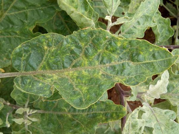 Virus del mosaico del tomate | Plagas y enfermedades