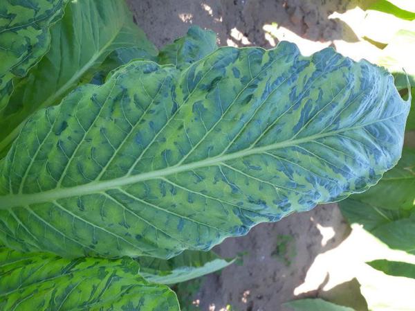 Tobacco Mosaic Virus | Pests & Diseases