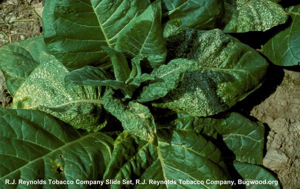 Tobacco Streak Virus | Pests & Diseases