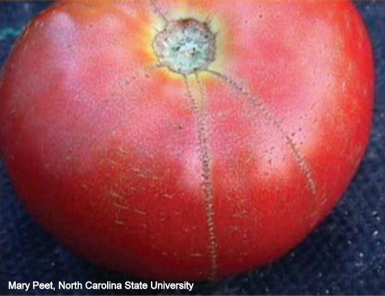 Russeting del tomate | Plagas y enfermedades