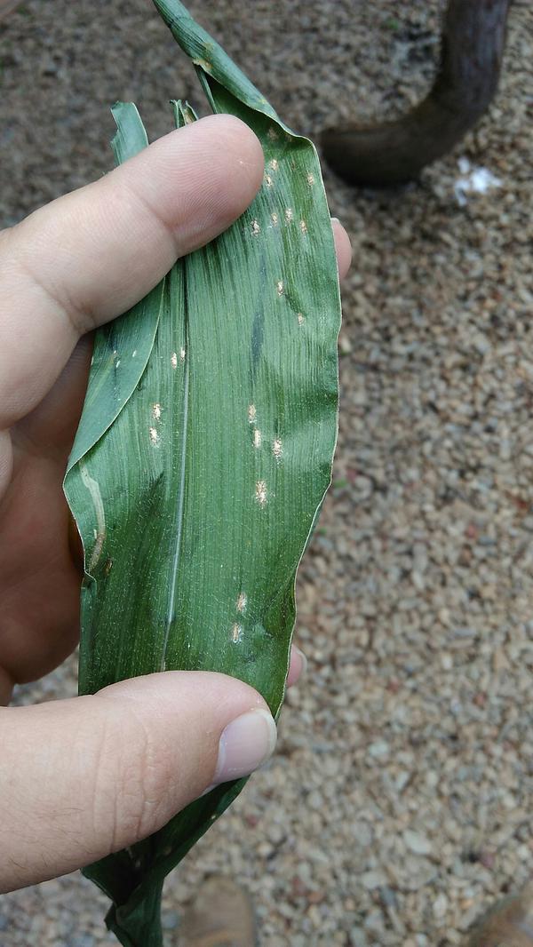 Tropical Rust | Pests & Diseases