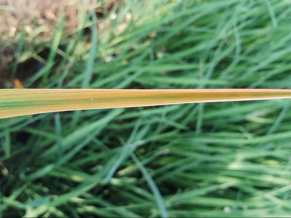 Tungro | Pests & Diseases