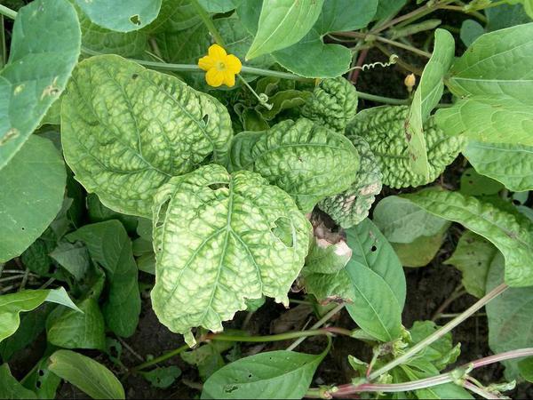 Virus de Frisolée des Feuilles du Haricot Urd | Ravageurs & Maladies