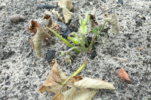 Verticillium Wilt | Pests & Diseases