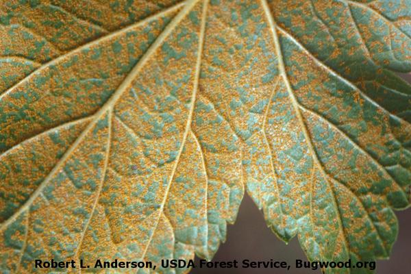White Pine Blister Rust | Pests & Diseases