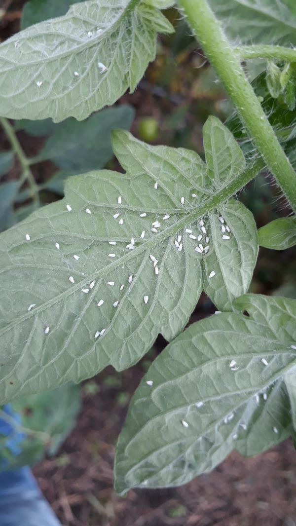 Kutu Kebul | Hama & Penyakit