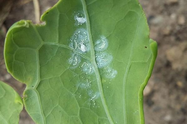 Kutu Kebul | Hama & Penyakit