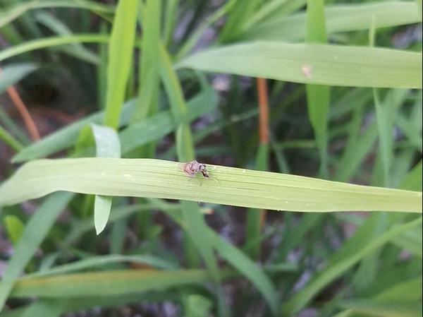 Whorl Maggot | Pests & Diseases