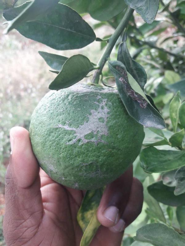 Wind Damage on Citrus | Pests & Diseases