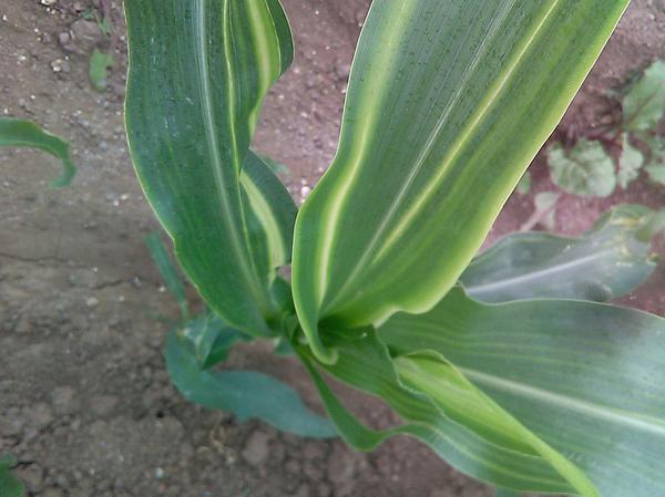 Zinc Deficiency | Pests & Diseases