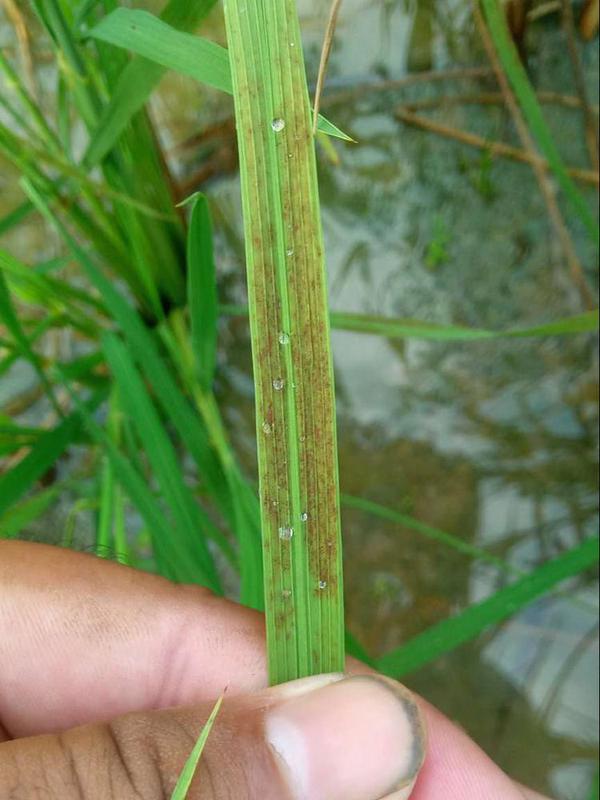 Zinc Deficiency Symptoms In Rice at Stanley Blake blog