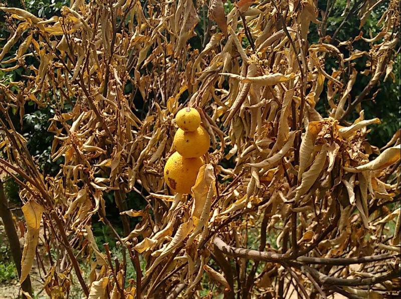 Lemon plant blight: symptoms, causes, control - World of Plants ...